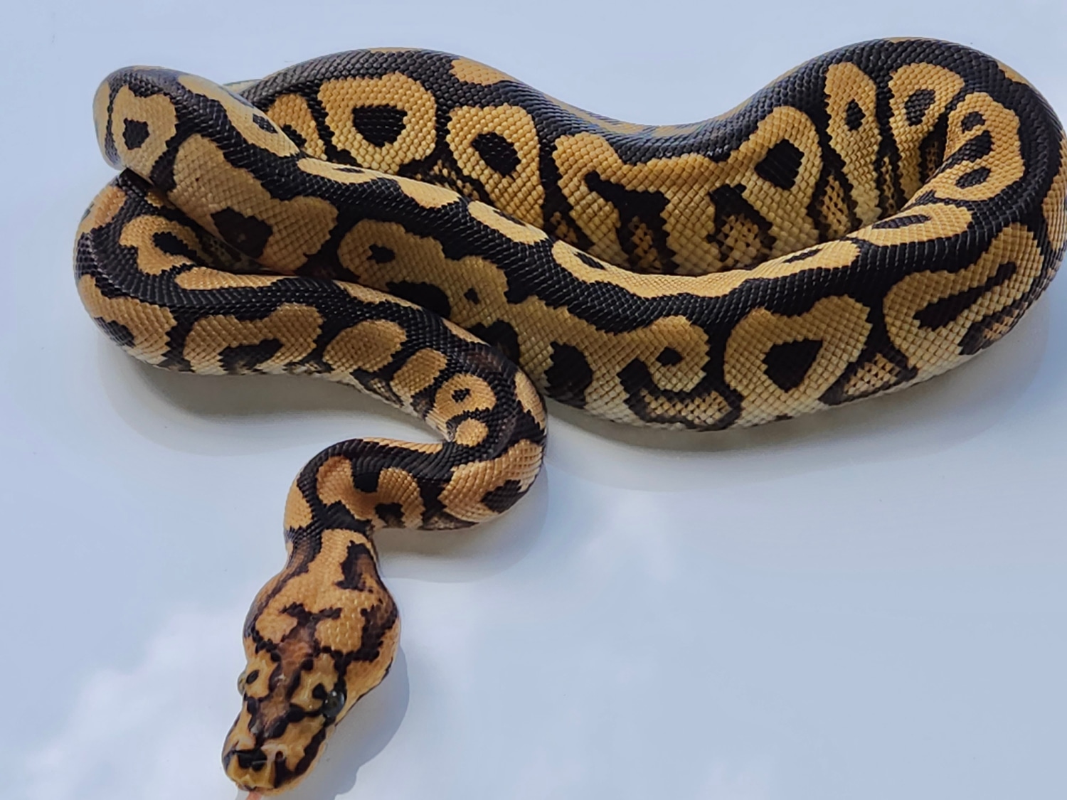Spotnose Clown Pos Red Stripe 50% Het Pied Ball Python by Atlanta ...