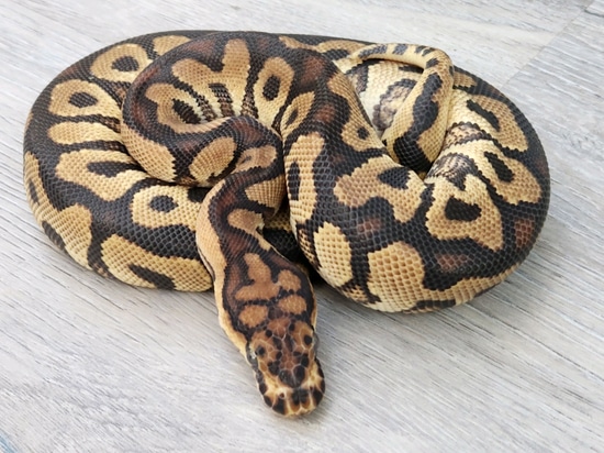 Spotnose Clown Red Stripe 50% Het Pied Ball Python by Atlanta Reptiles