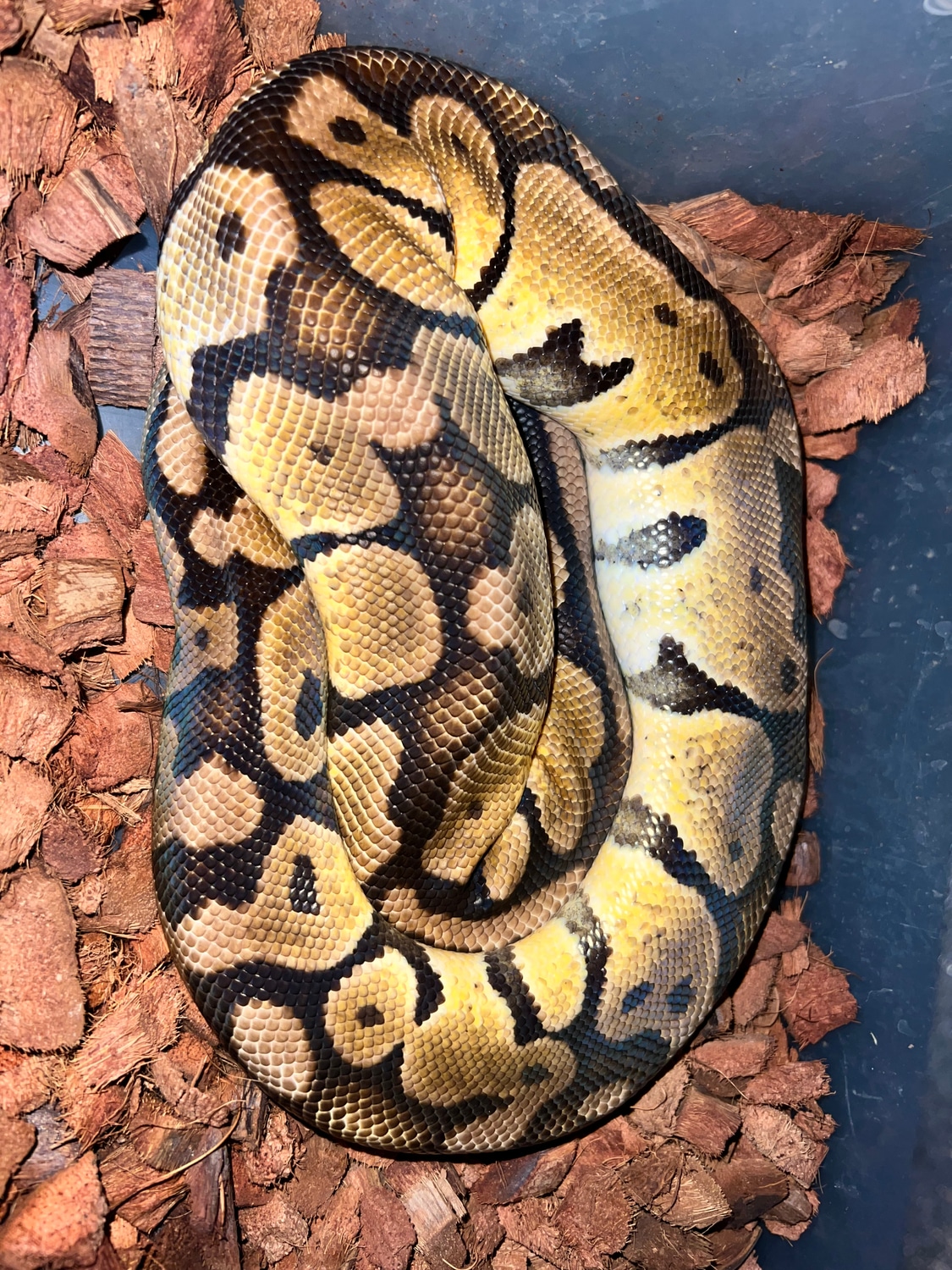 Pastel 66% Het Puzzle Ball Python by Atlanta Reptiles - MorphMarket