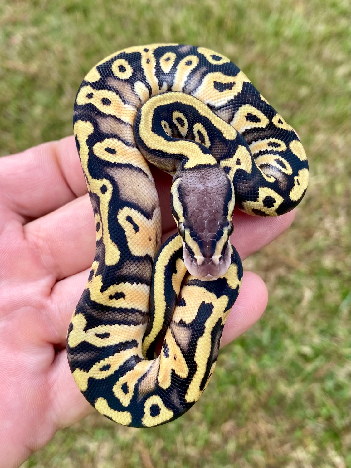 Pastel Orange Dream GHI Red Stripe Het Clown 50% Het Pied Ball Python ...