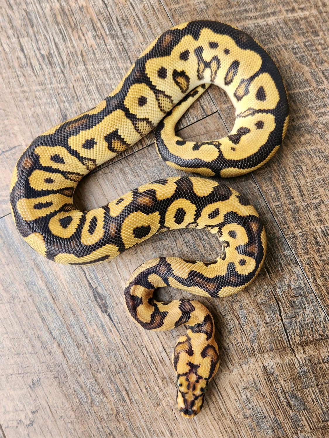 Red Stripe Spotnose Clown 50% Het Pied Ball Python by Atlanta Reptiles ...