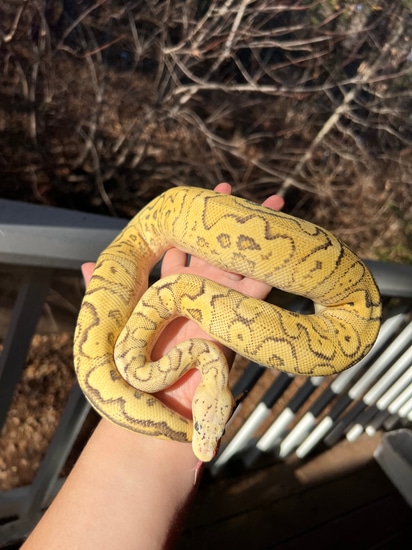 GHI Yellowbelly Firefly Clown Ball Python by Atlanta Reptiles