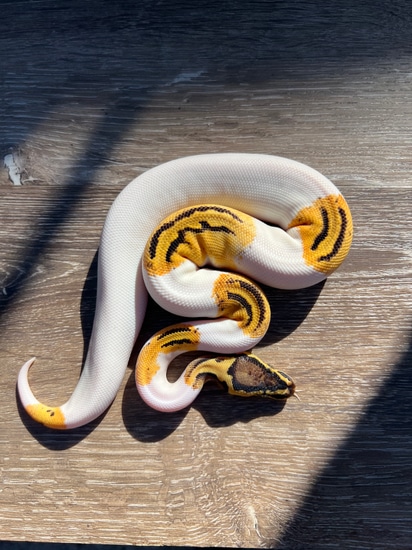 Pastel Yellowbelly Pied 100% Het Clown Ball Python by Atlanta Reptiles