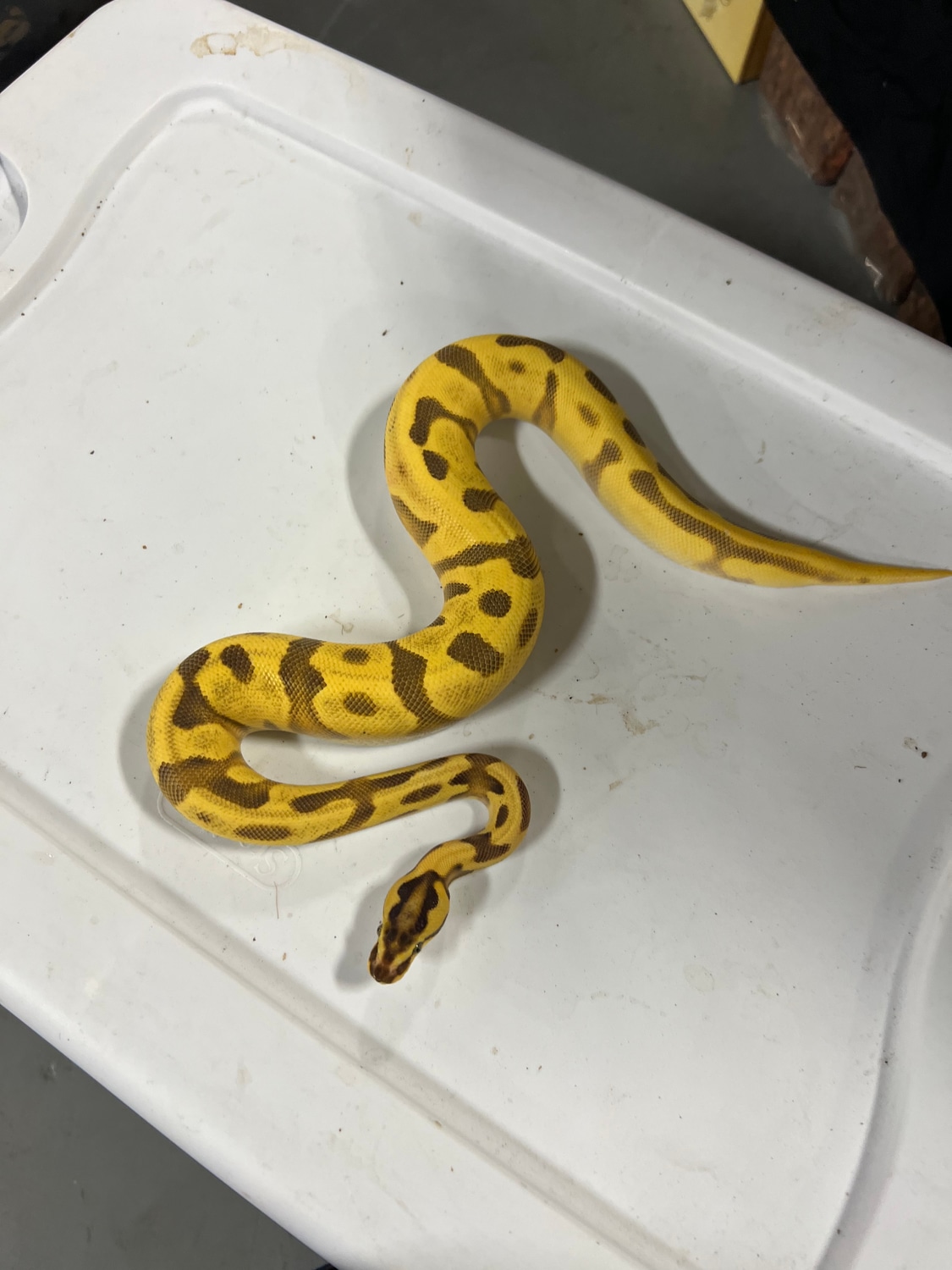 Super Orange Dream Super Enchi Fire Leopard 100% Het Clown Ball Python ...