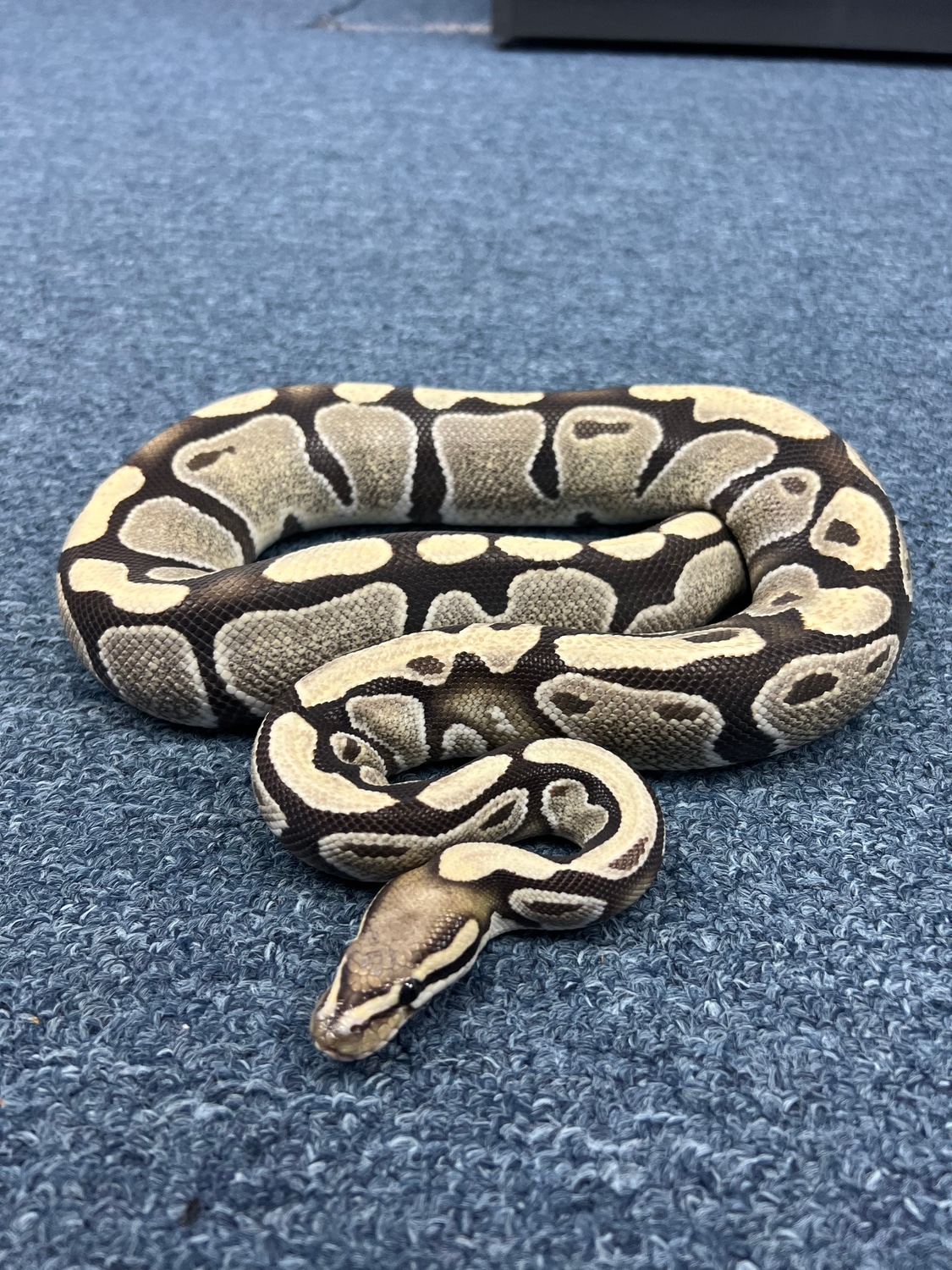 Desert Ghost Ball Python by Atlanta Reptiles - MorphMarket
