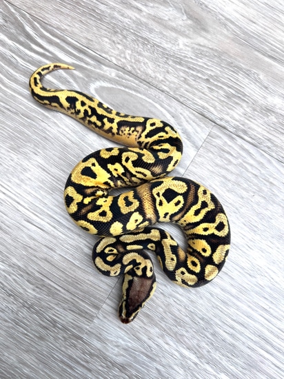 Firefly Yellowbelly 100% Het Clown 100% Het Pied Ball Python by Atlanta ...