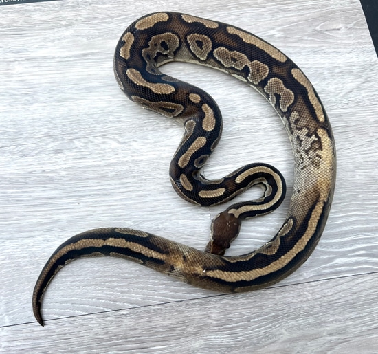 Black Pastel One Eye Ball Python by Atlanta Reptiles