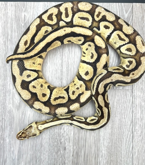 Firefly Ball Python by Atlanta Reptiles