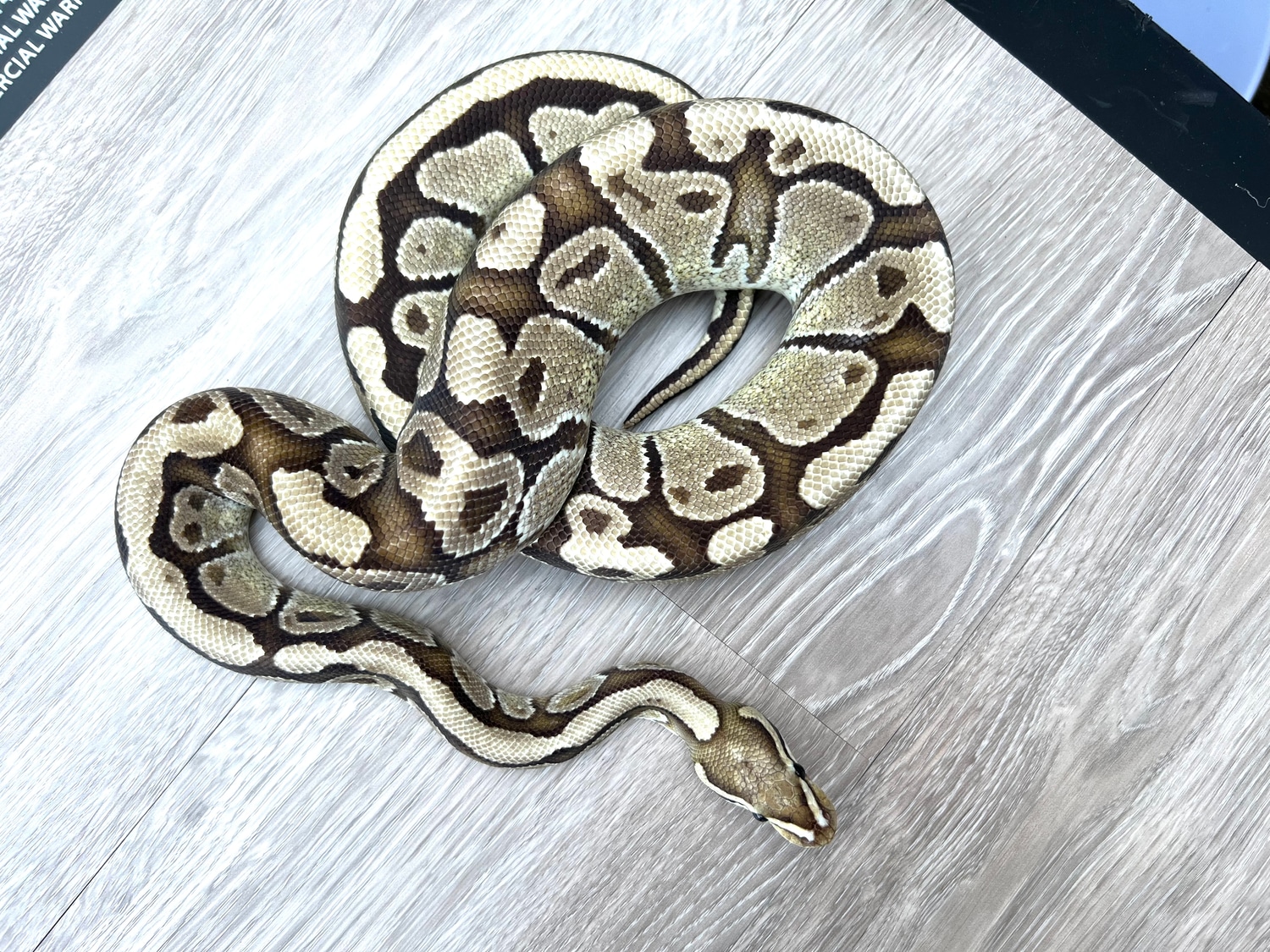 Vanilla Yellowbelly Ball Python by Atlanta Reptiles - MorphMarket