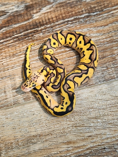 Yellowbelly Pastel Red Stripe Clown 100% Het Pied Ball Python by ...