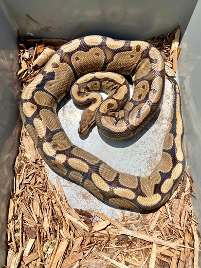 Red Stripe 66% Het Clown Ball Python by Atlanta Reptiles