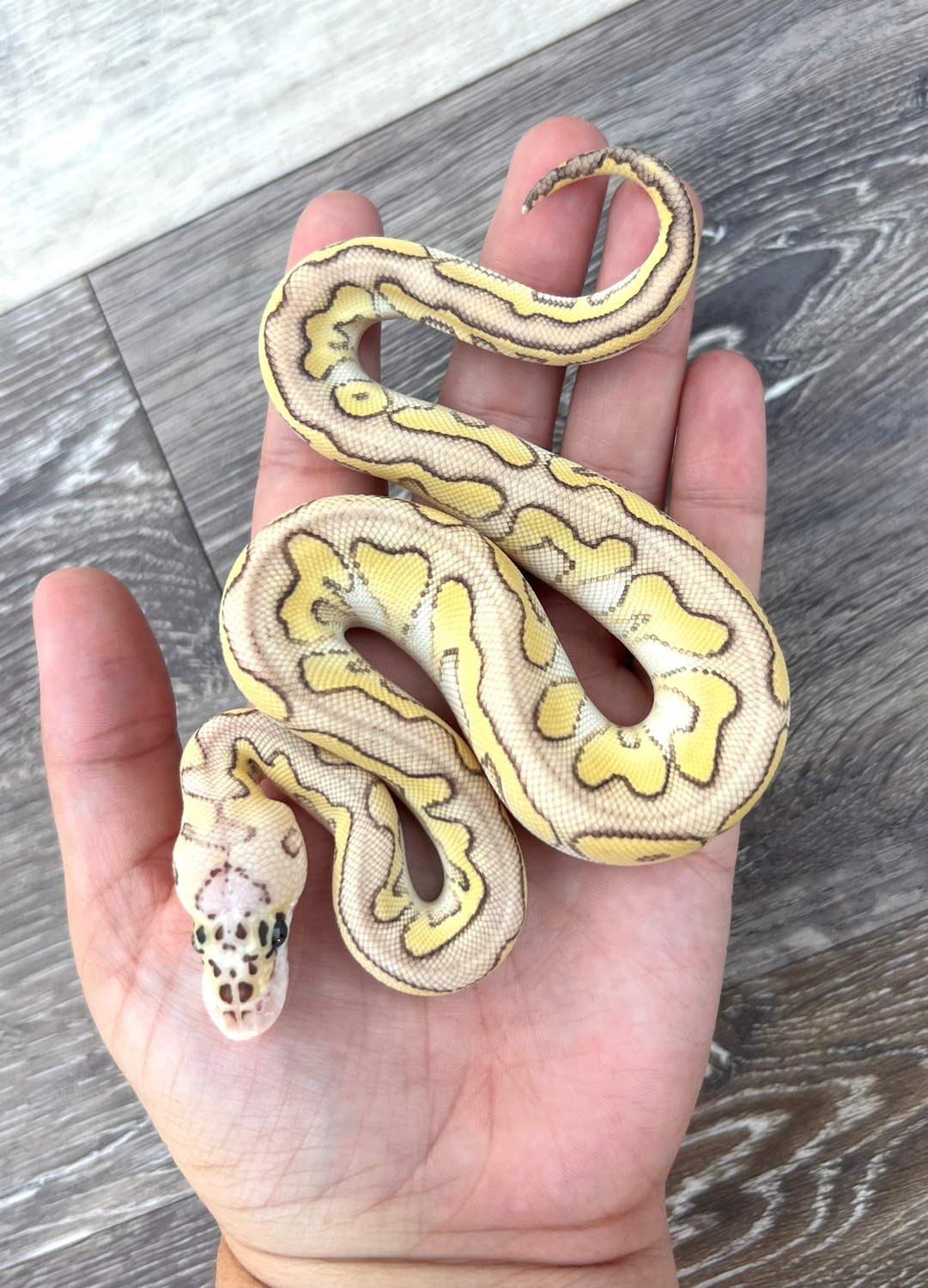 Red Stripe Pastel Lesser Pos YB Clown Ball Python by Atlanta Reptiles ...