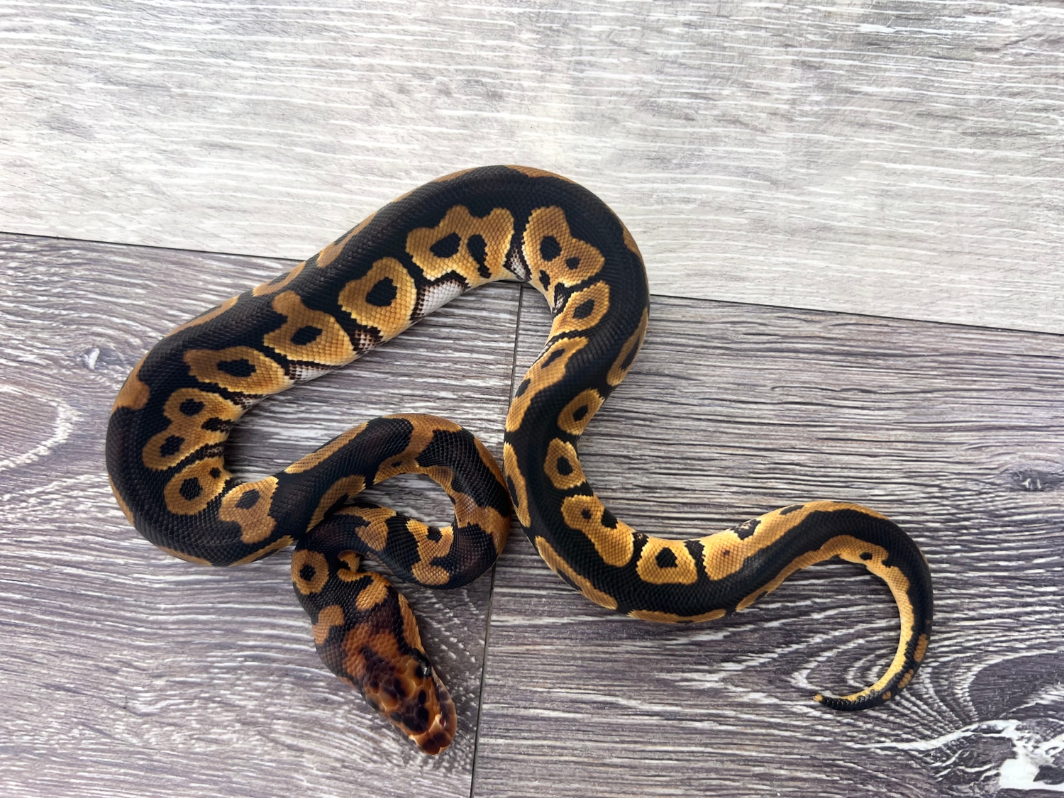 Clown Pos Yellowbelly Ball Python by Atlanta Reptiles - MorphMarket