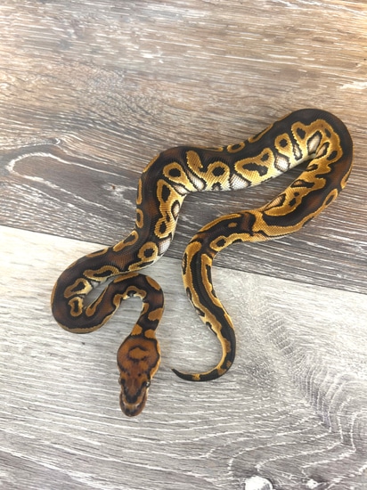 Red Stripe Clown Ball Python by Atlanta Reptiles