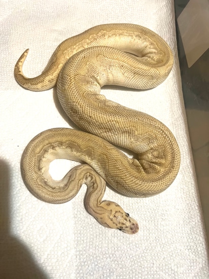 Spotnose Red Stripe Pastel Lesser Clown Ball Python by Atlanta Reptiles