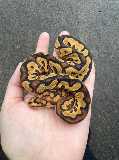 Fire Yellowbelly Clown Ball Python by Atlanta Reptiles