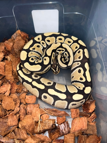 Desert Ghost 100% Het Clown Ball Python by Atlanta Reptiles