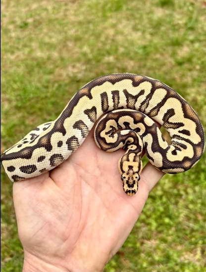 Red Stripe Spotnose Clown 50% Het Pied Ball Python by Atlanta Reptiles