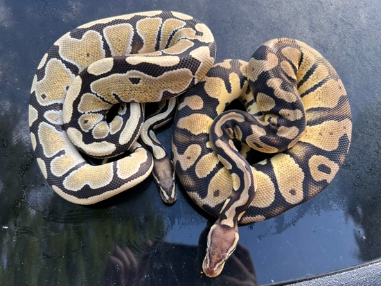 Pair For DG Project Ball Python by Atlanta Reptiles