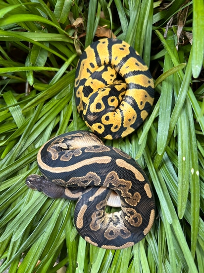 Pair Cinnamon 100% DH Ultramel Pied 50% Het Clown And Pastel 100% DH ...