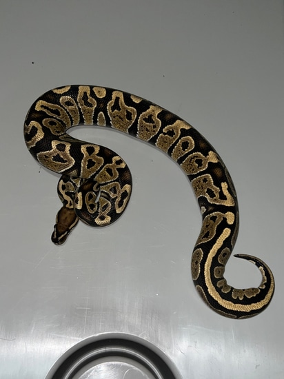 Grim Girls Ball Python by Atlanta Reptiles