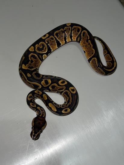 Grim 66% Het Pied Ball Python by Atlanta Reptiles