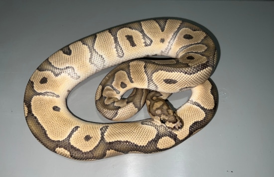 Free Shipping 6 Snake Bundle Ball Python by Atlanta Reptiles