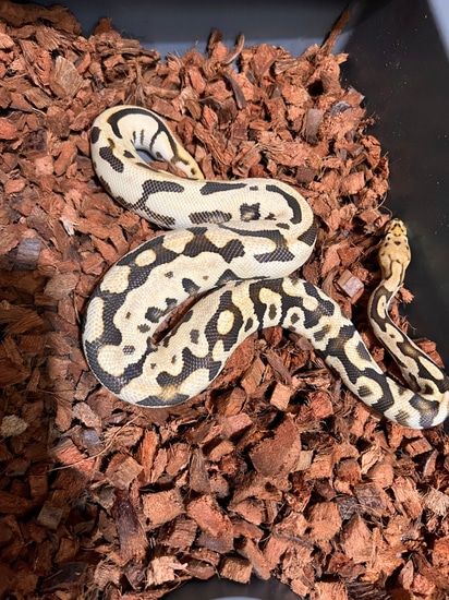 Cypress Orange Dream Fire Leopard Spotnose 100% Het Clown Ball Python ...