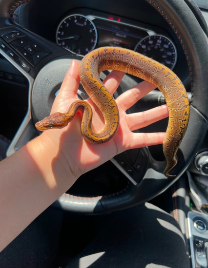 Pinstripe 66% Het Monsoon 66% Het Black Axanthic Ball Python by Atlanta ...
