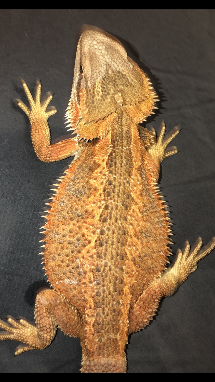 Orange 1/2 German Giant Central Bearded Dragon by W&M Blackbeard ...