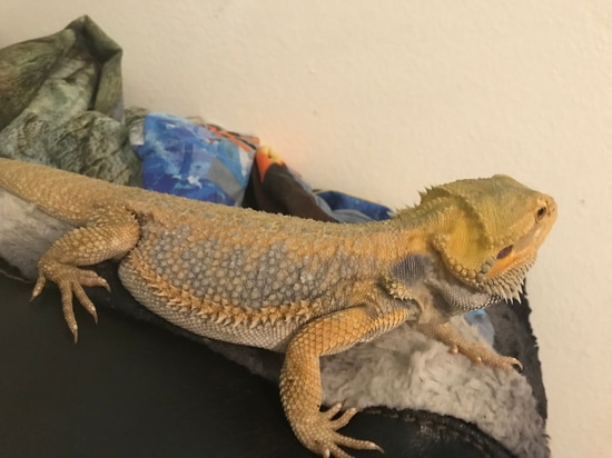 23 1/2 German Giant Orange/Citrus/Blue Hypo Central Bearded Dragon by W ...