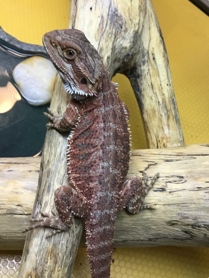 Red Hypo 1/4 German Giant Central Bearded Dragon by W&M Blackbeard