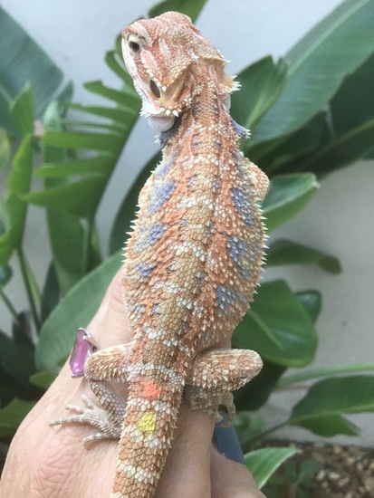2025 Big Orange/Blue/Citrus Hypo Central Bearded Dragon by W&M Blackbeard