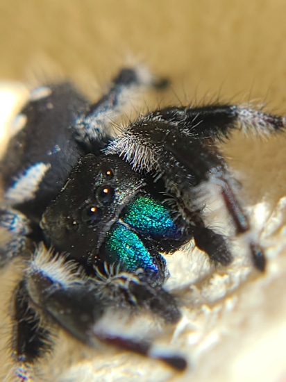 P.REGIUS BOY Regal Other Spider by Jumping Spiders California