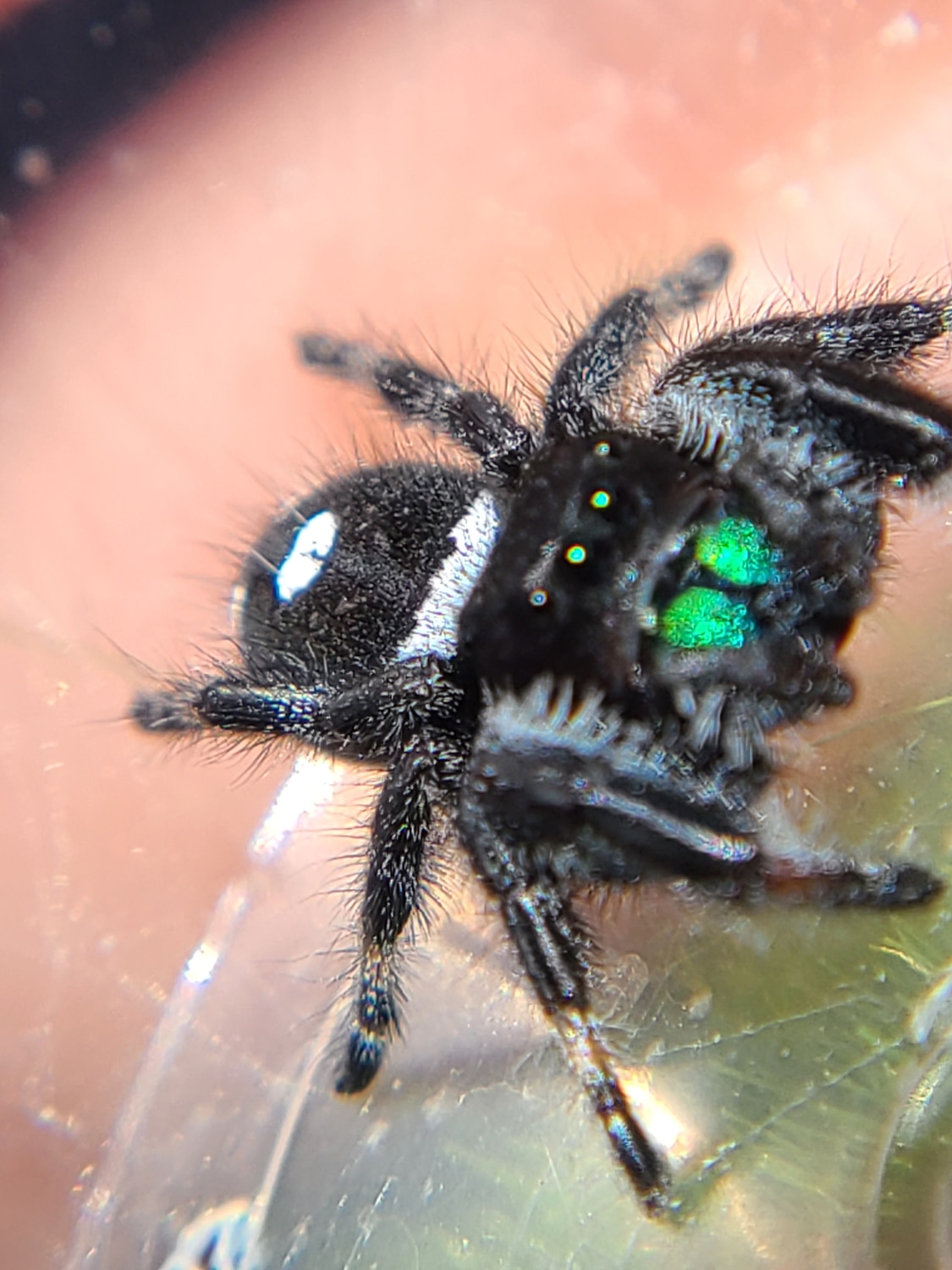 P.REGIUS Regal Boy Broken Heart True Spider by Jumping Spiders ...