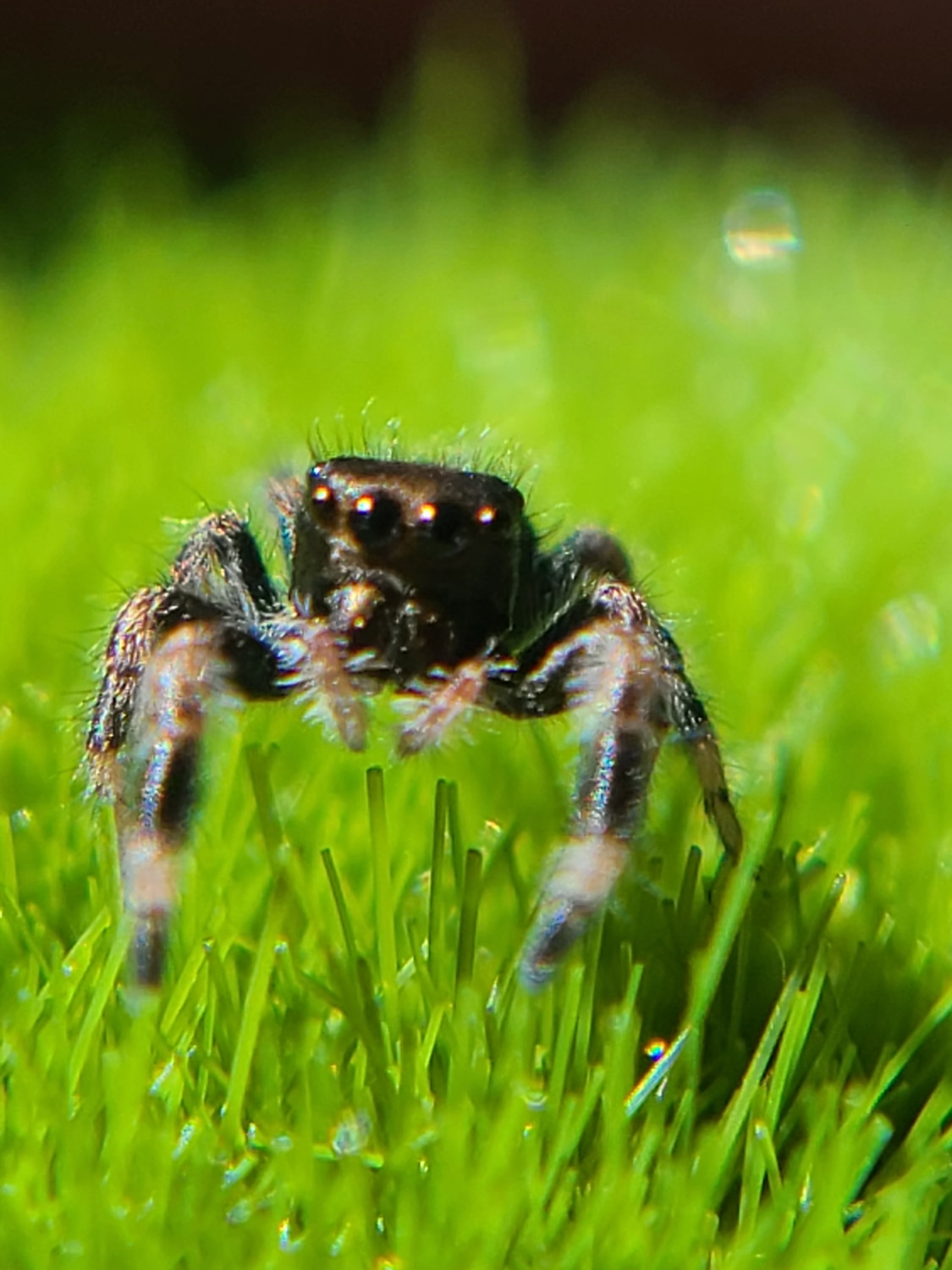 P.regius Regal Boy True Spider by Jumping Spiders California - MorphMarket