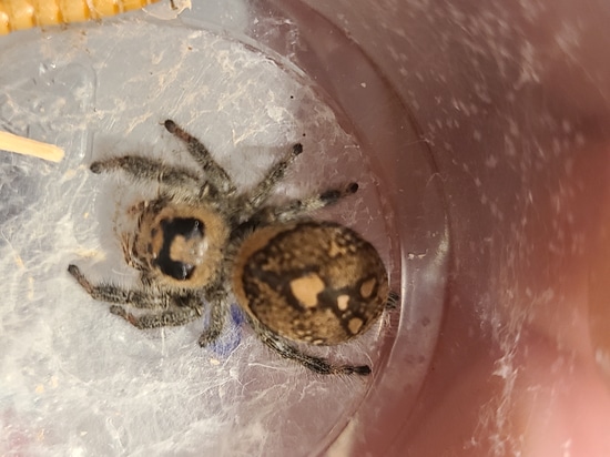 GRAVID P.Regius Regal With Eggs True Spider by Jumping Spiders California