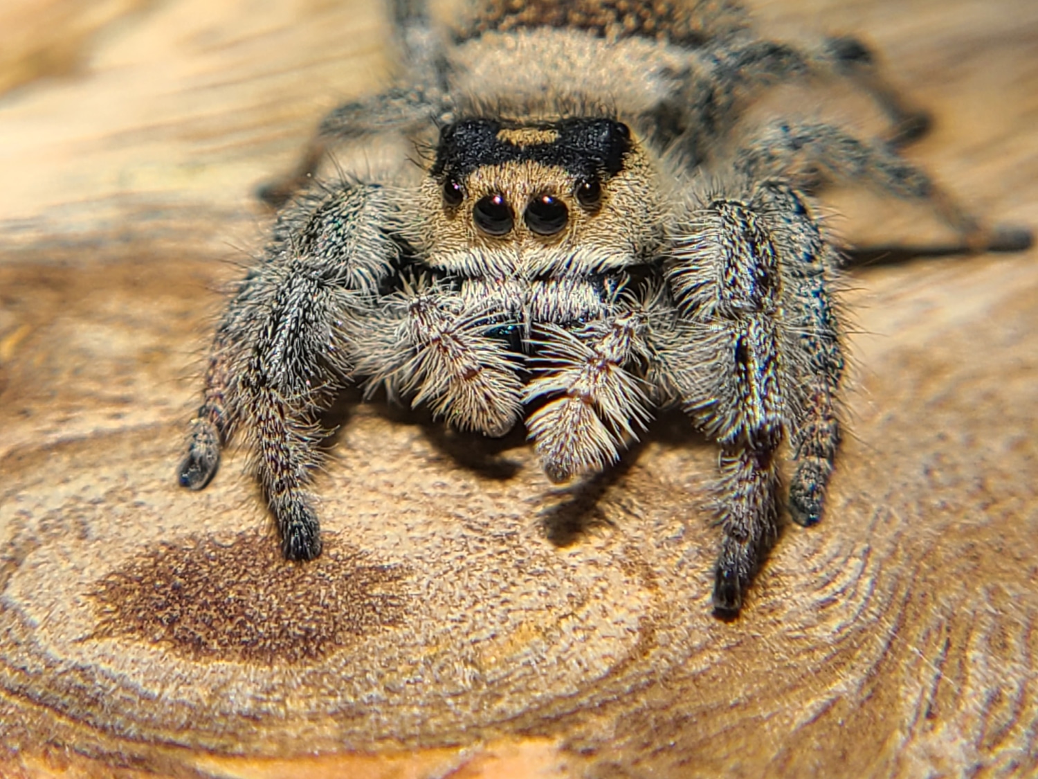 Regal Regius Jumping Spider Dark True Spider by Jumping Spiders ...