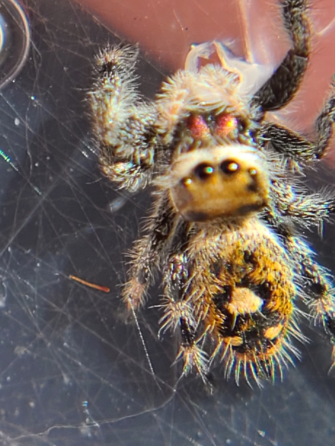 2x1 Jumping Spider Regal Princess True Spider by Jumping Spiders ...