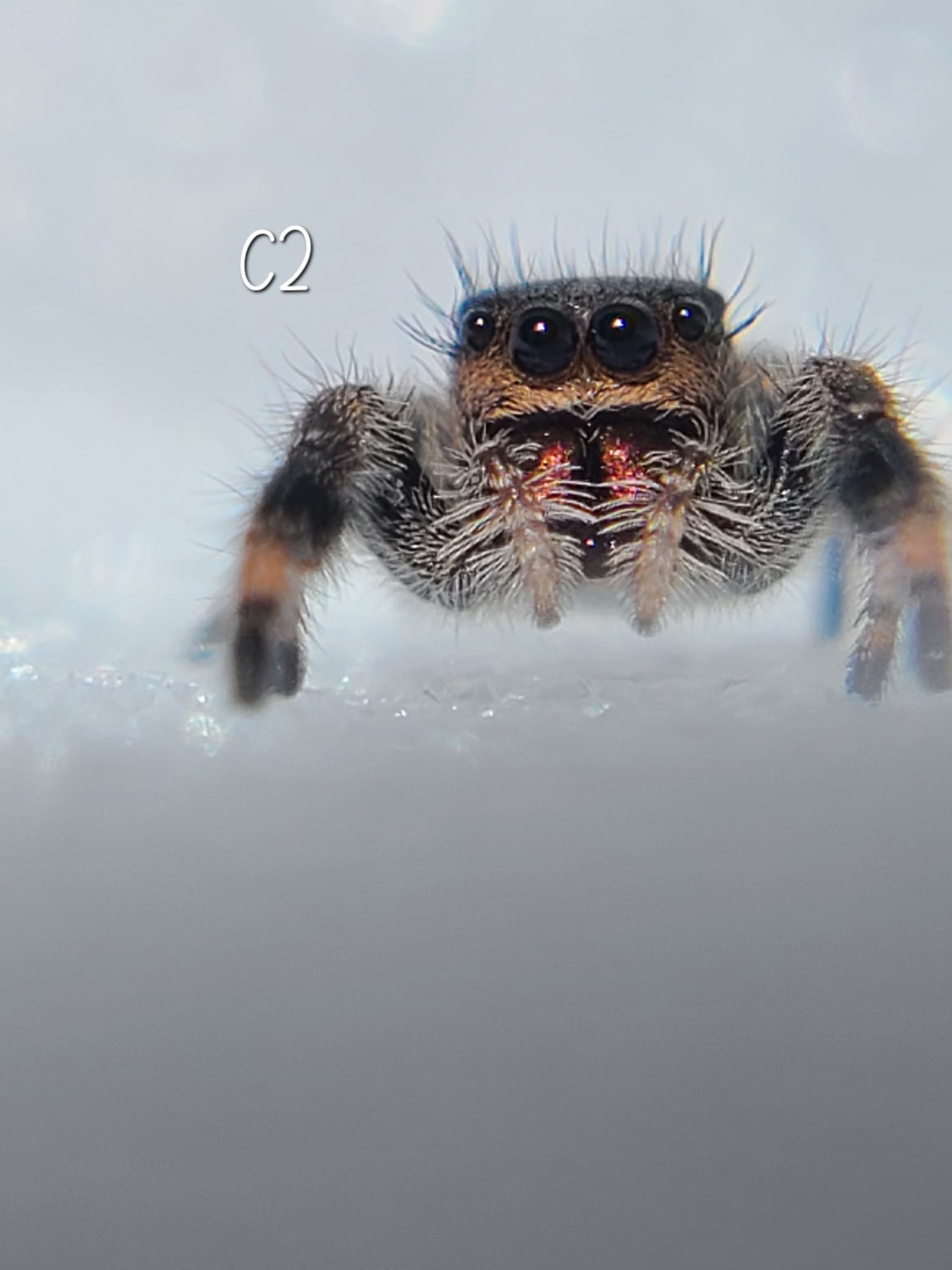 REGAL Regius Soroa Girl Shakira True Spider by Jumping Spiders ...