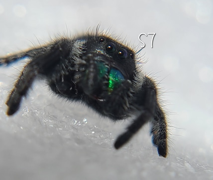 Phiddipus Regius True Spider by Jumping Spiders California - MorphMarket
