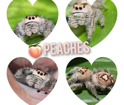 Regal Spood Captive Bred Healthy True Spider by Jumping Spiders ...