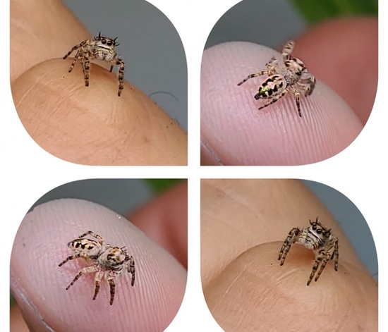 OTIOSUS Jumping Spider by Jumping Spiders California