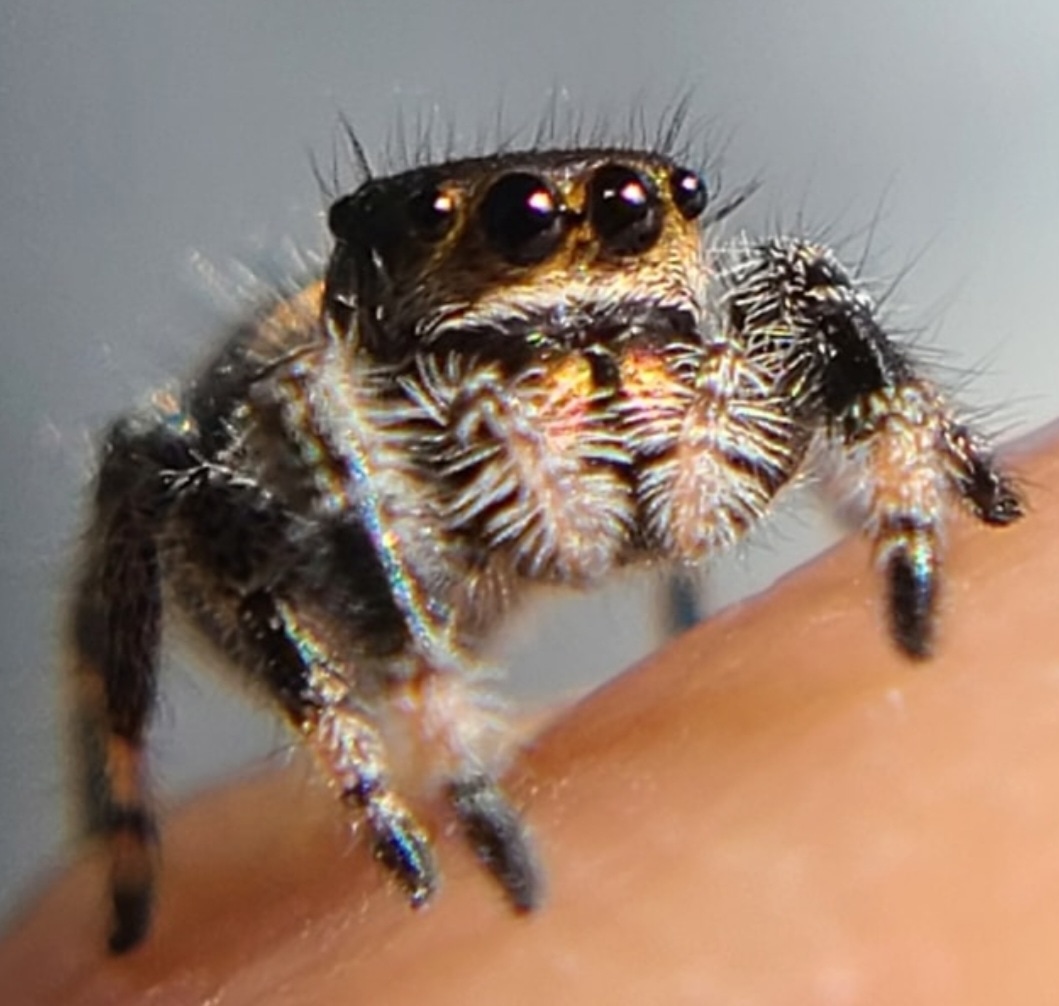 Dark Phase P. Regius Female. True Spider by Jumping Spiders California ...