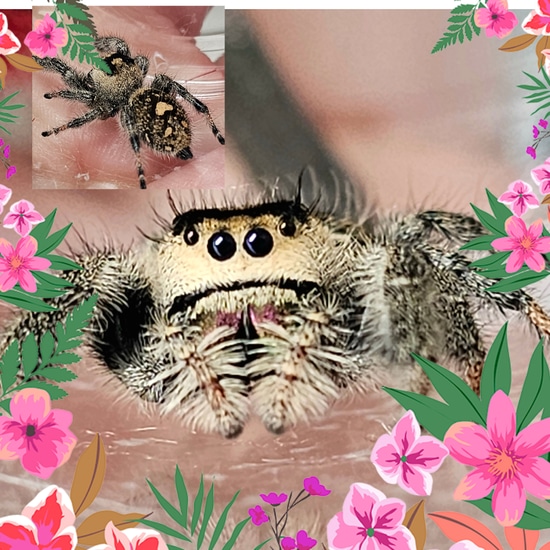 Amazing Exotic Looking Regal Other Spider by Jumping Spiders California