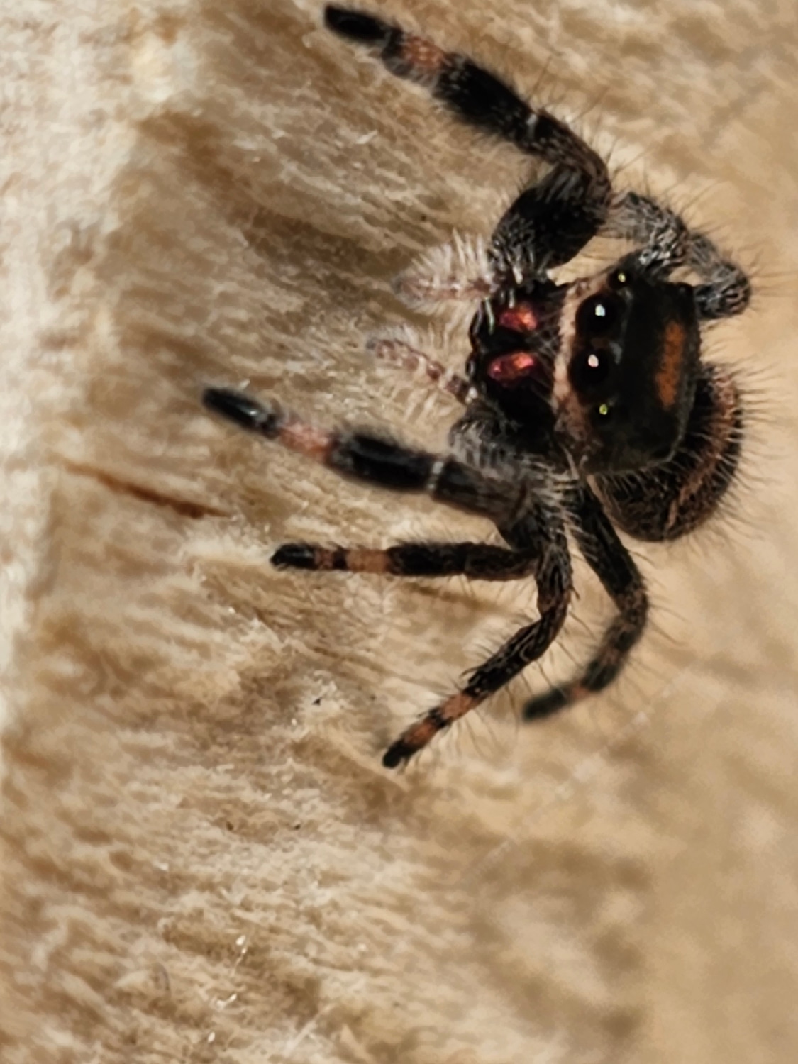 Regal Spood Captive Bred Healthy True Spider by Jumping Spiders ...