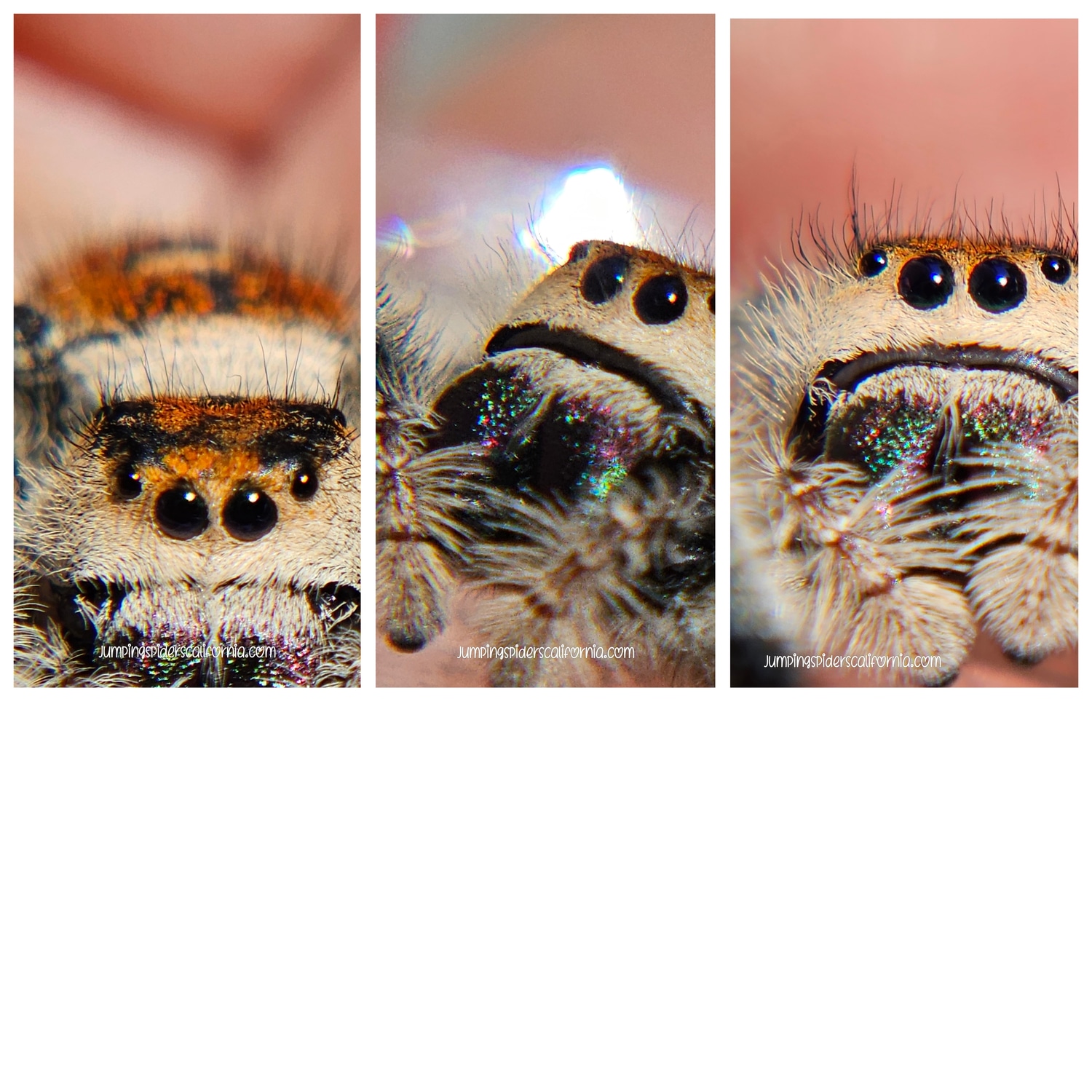Beautiful Large Regius True Spider by Jumping Spiders California ...