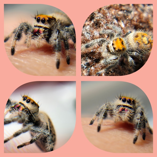 Amazing P.Regius Orange True Spider by Jumping Spiders California