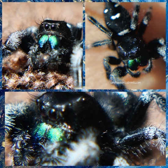 Mango Most Chilled P.Regius Jumping Spider True Spider by Jumping ...