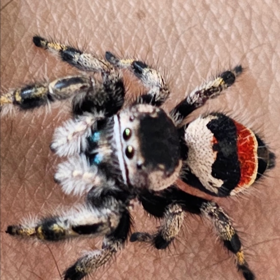 PP.Fartilis The Friendliest White Jumping Spider True Spider by Jumping ...